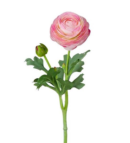 Ranunkel aprikos - Tore-Garden